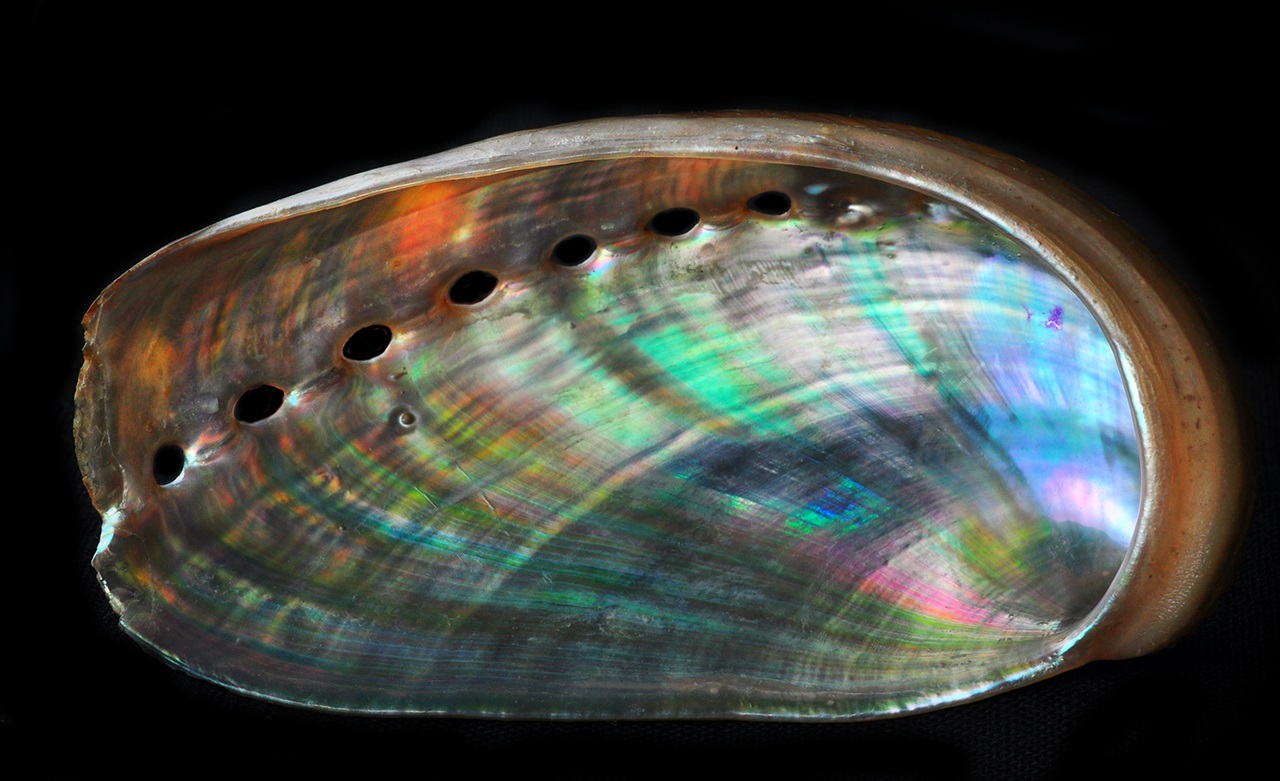 Abalone | The Canadian Encyclopedia