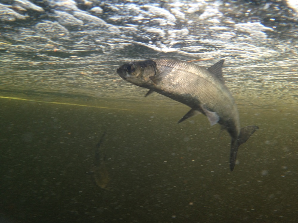Endangered Animals in Canada | The Canadian Encyclopedia
