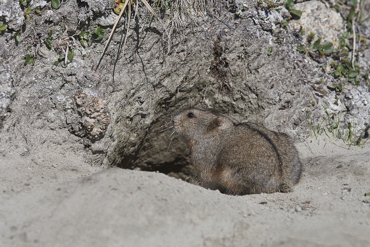 Lemmings in Canada | The Canadian Encyclopedia