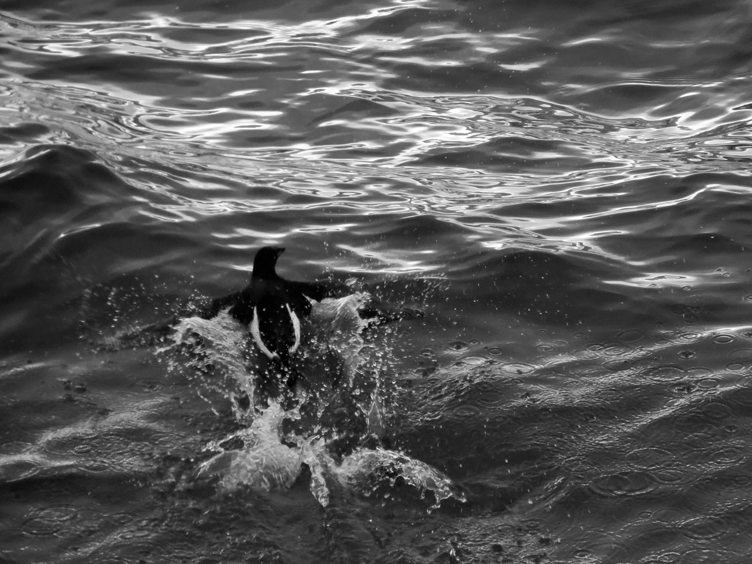 Murres in Canada | The Canadian Encyclopedia