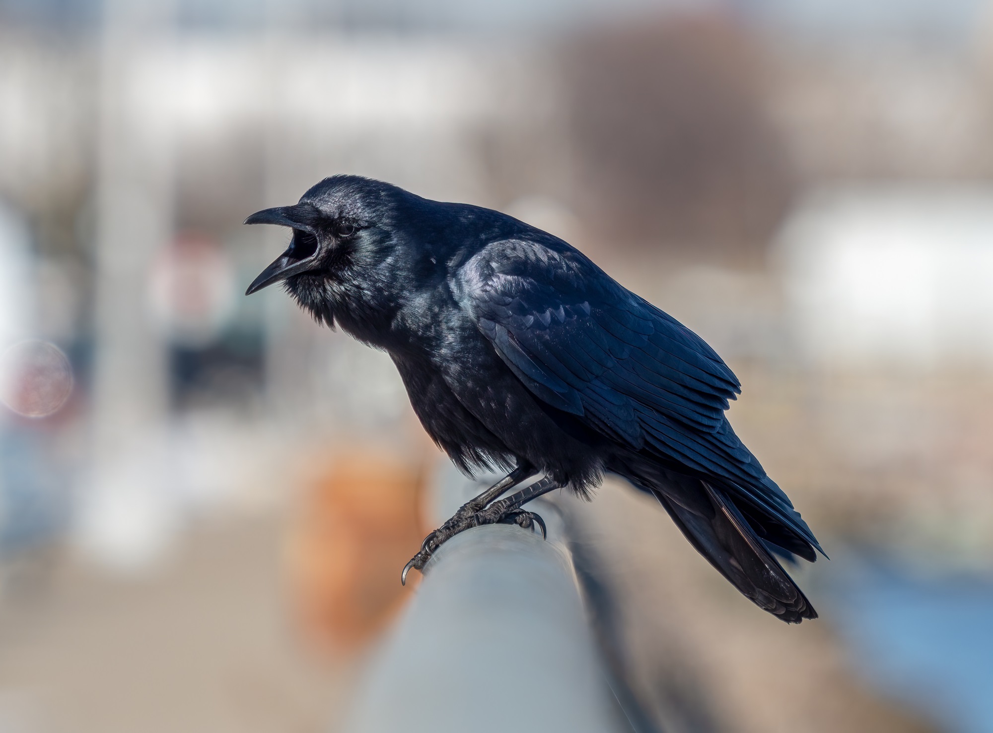 Crows in Canada | The Canadian Encyclopedia