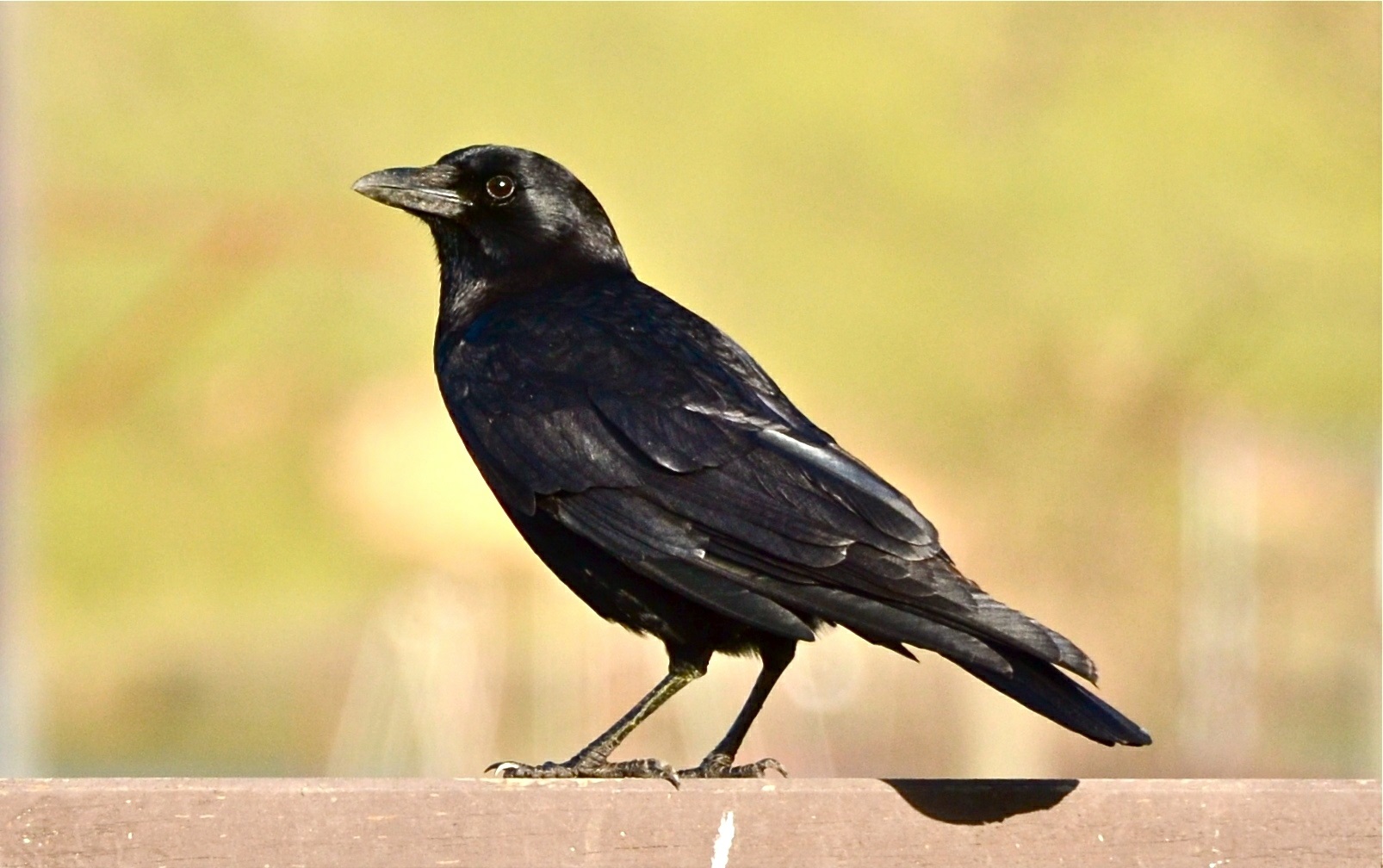 Crows in Canada | The Canadian Encyclopedia
