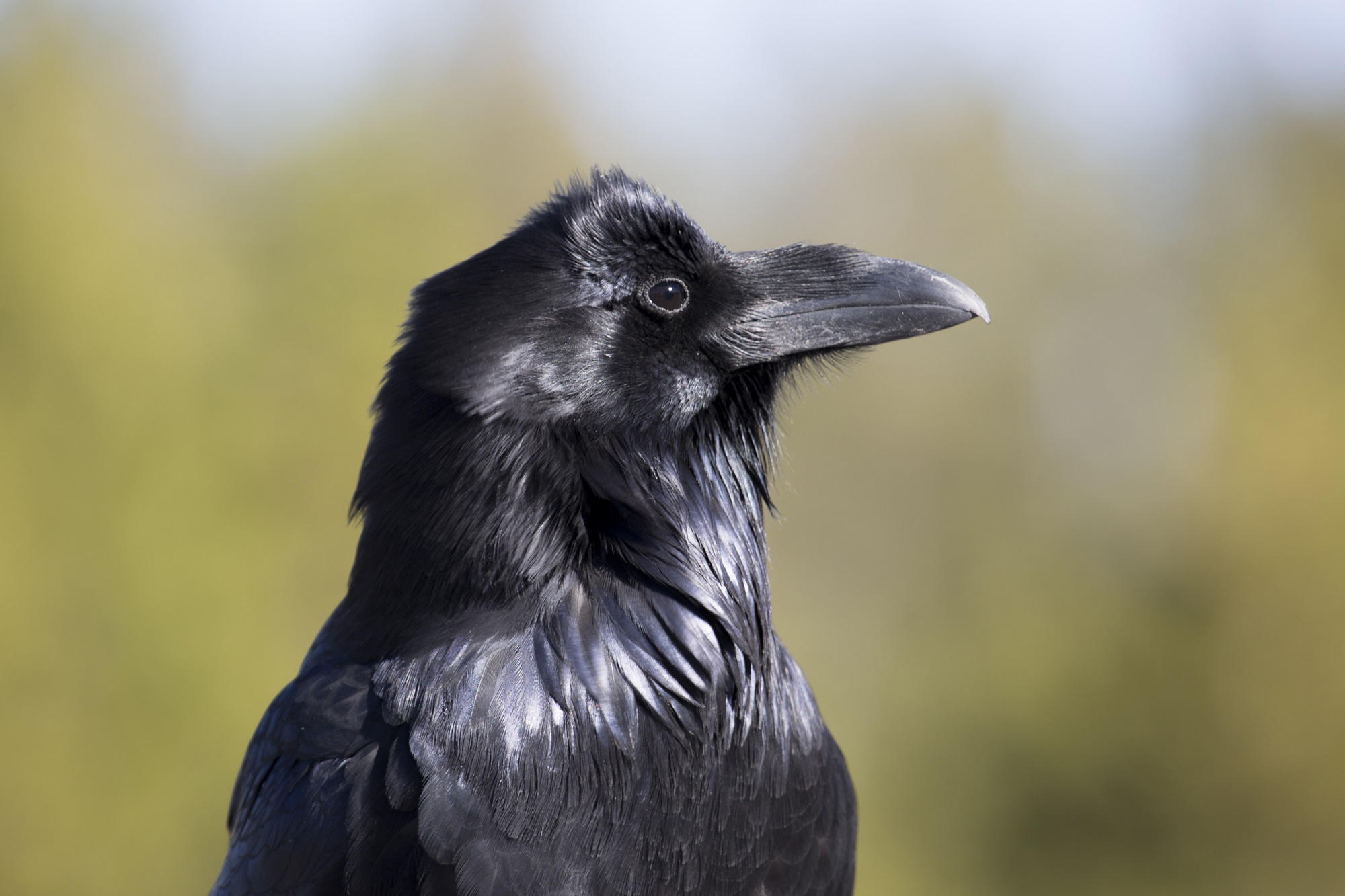 Crows in Canada | The Canadian Encyclopedia