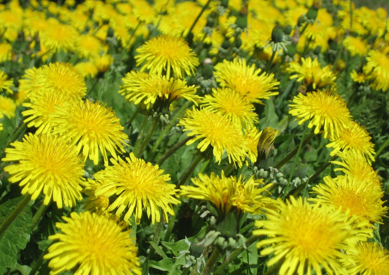 Dandelion | The Canadian Encyclopedia