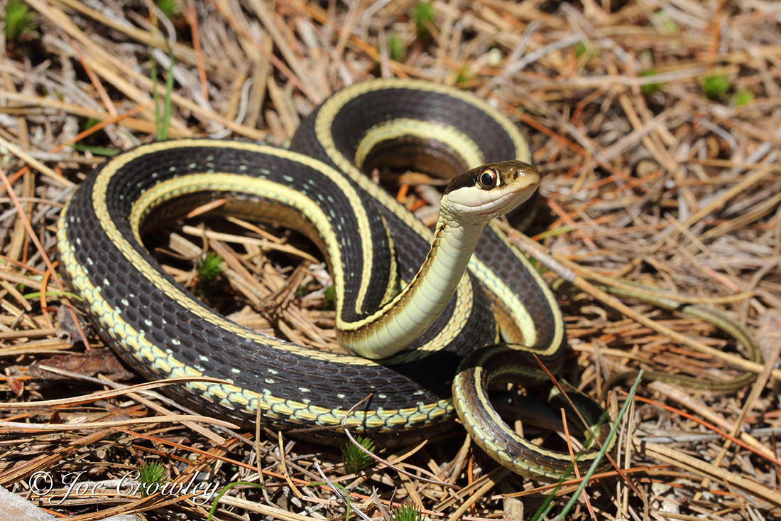 Couleuvre mince | l'Encyclopédie Canadienne