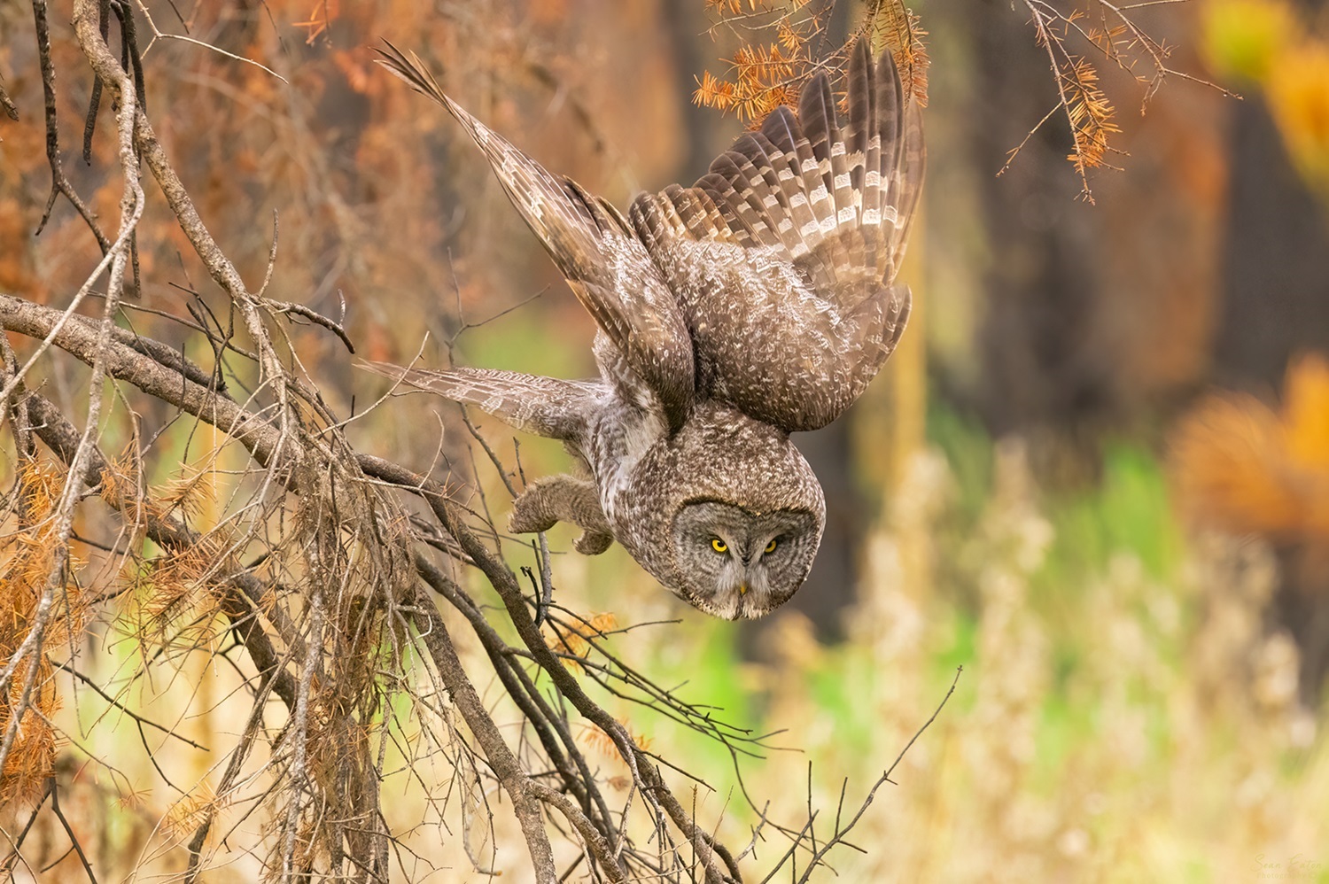 Great Grey Owl | The Canadian Encyclopedia