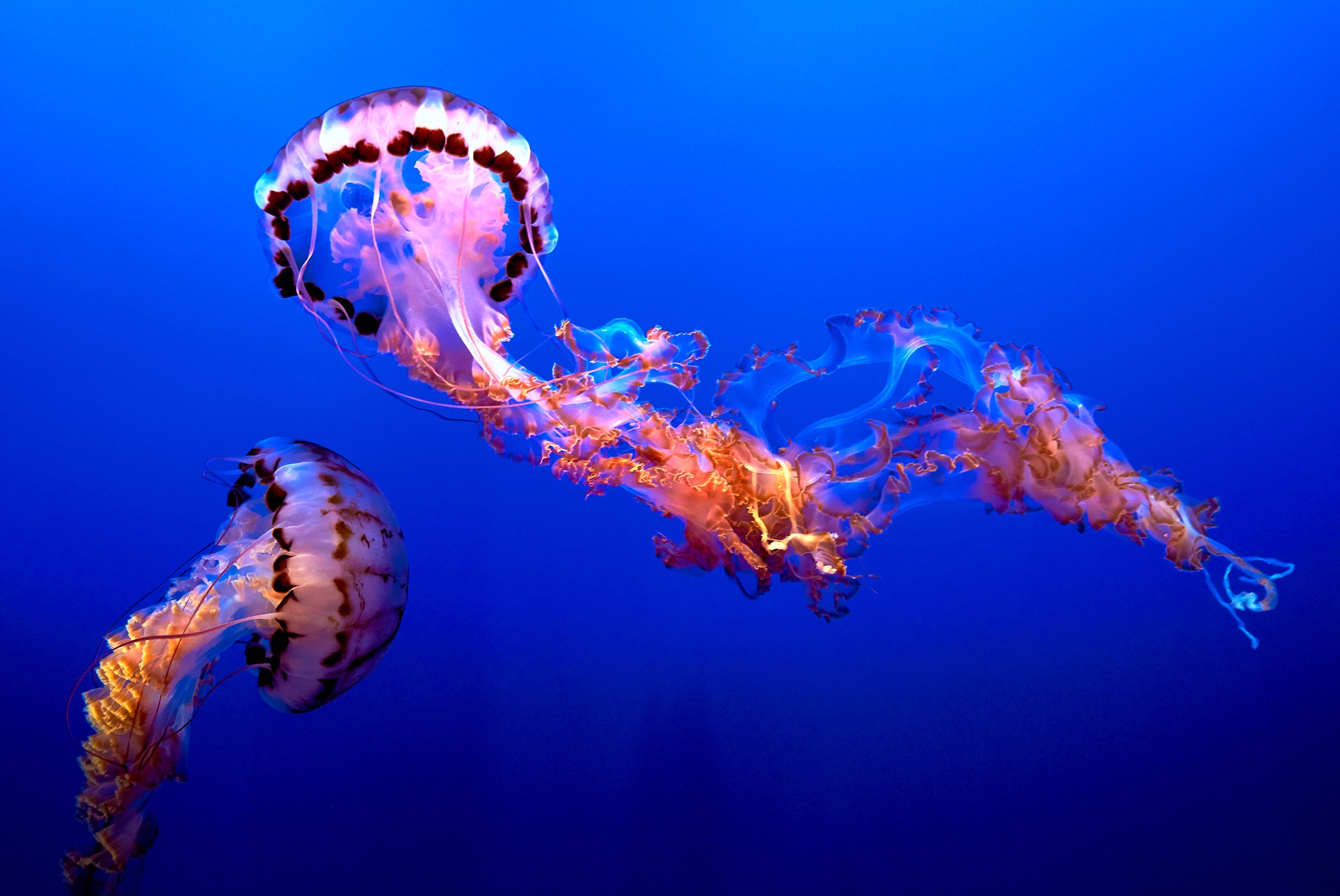 Jellyfish | The Canadian Encyclopedia