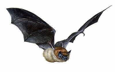 Chiroptera | The Canadian Encyclopedia