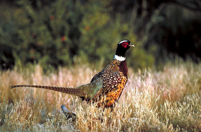 Pheasant - The Canadian Encyclopedia