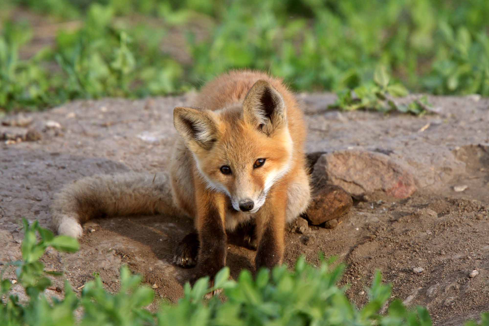 Fox The Canadian Encyclopedia