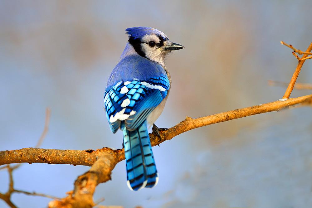 Jays in Canada | The Canadian Encyclopedia