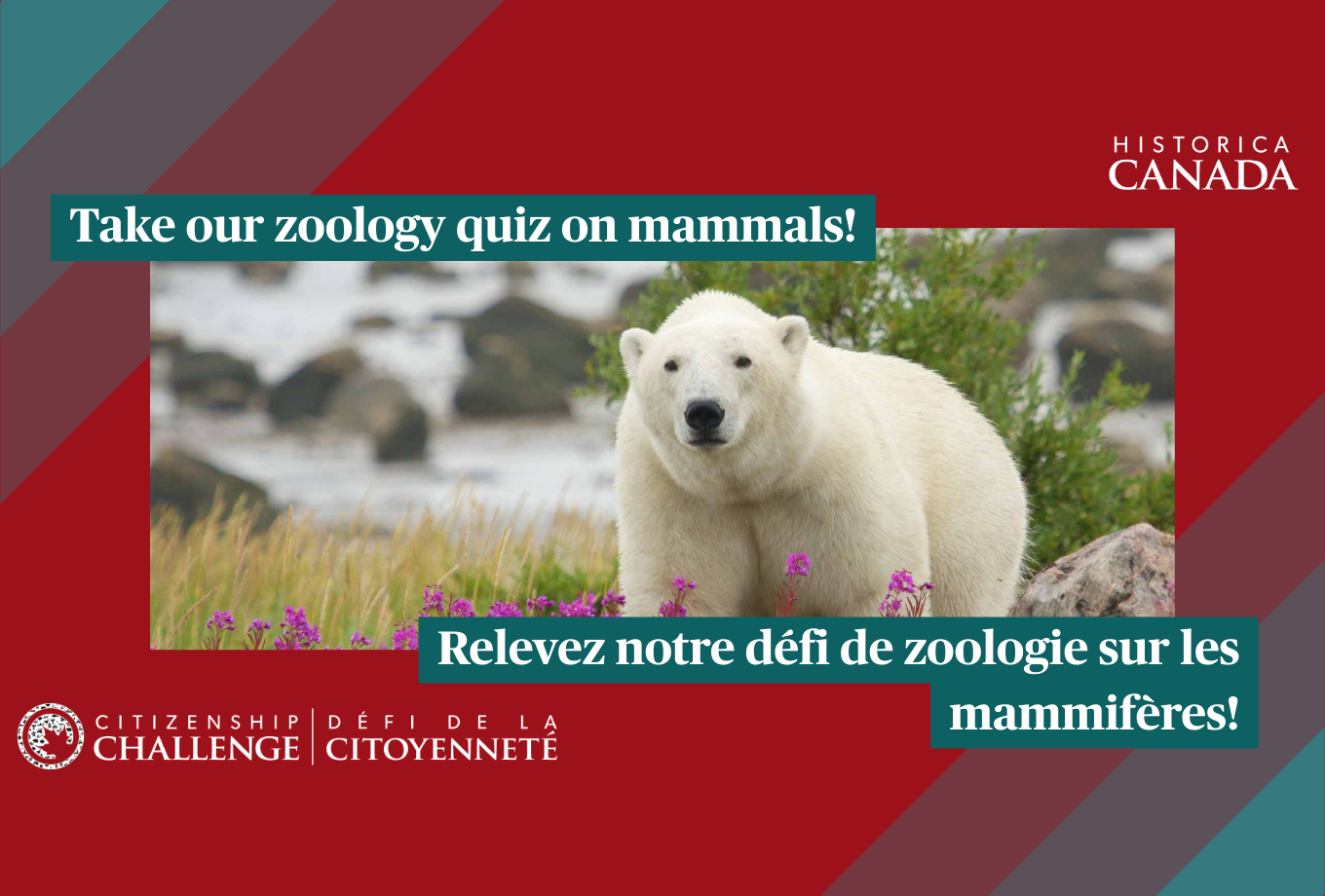 Zoology: Mammals | The Canadian Encyclopedia