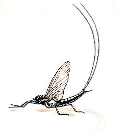 Mayfly | The Canadian Encyclopedia