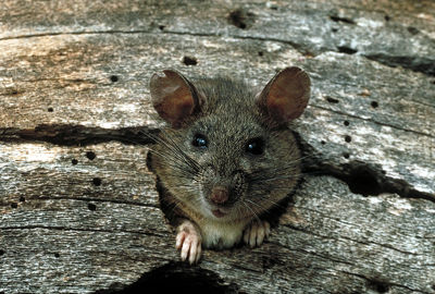 Rat Control in Alberta - The Canadian Encyclopedia