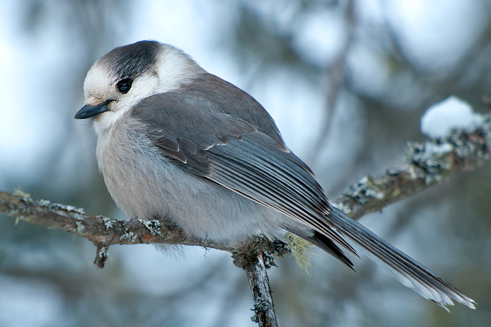 Jays in Canada | The Canadian Encyclopedia