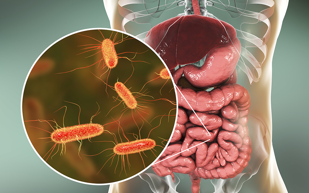 E Coli Infection In Canada The Canadian Encyclopedia E Coli Infection In Canada The Canadian Encyclopedia