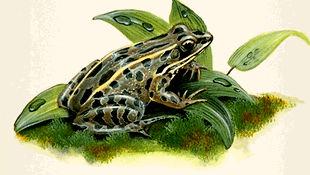 Frog | The Canadian Encyclopedia