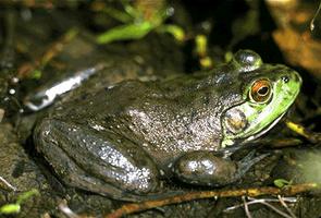 Frog | The Canadian Encyclopedia
