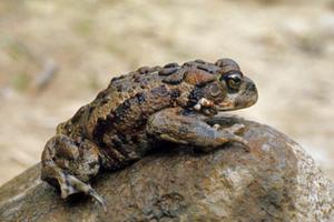 Toad | The Canadian Encyclopedia