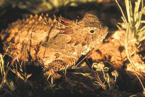 Lézard | l'Encyclopédie Canadienne