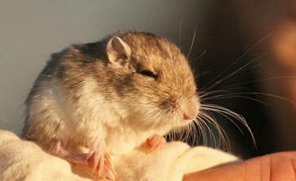 Pocket Mouse - The Canadian Encyclopedia