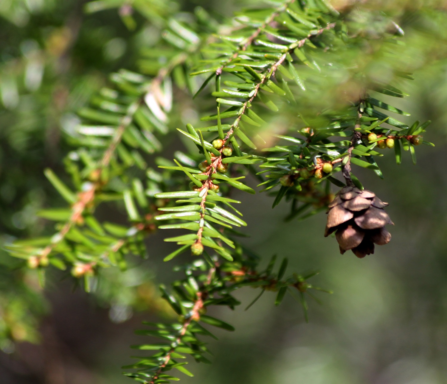 Hemlock Trees in Canada | The Canadian Encyclopedia