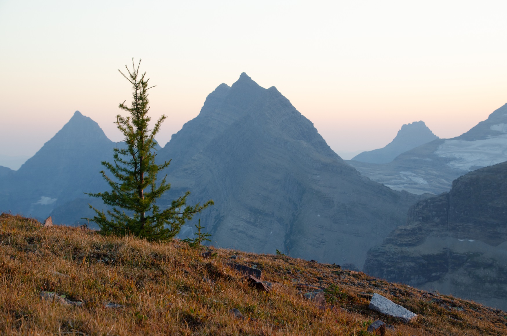 Oldest Trees in Canada | The Canadian Encyclopedia