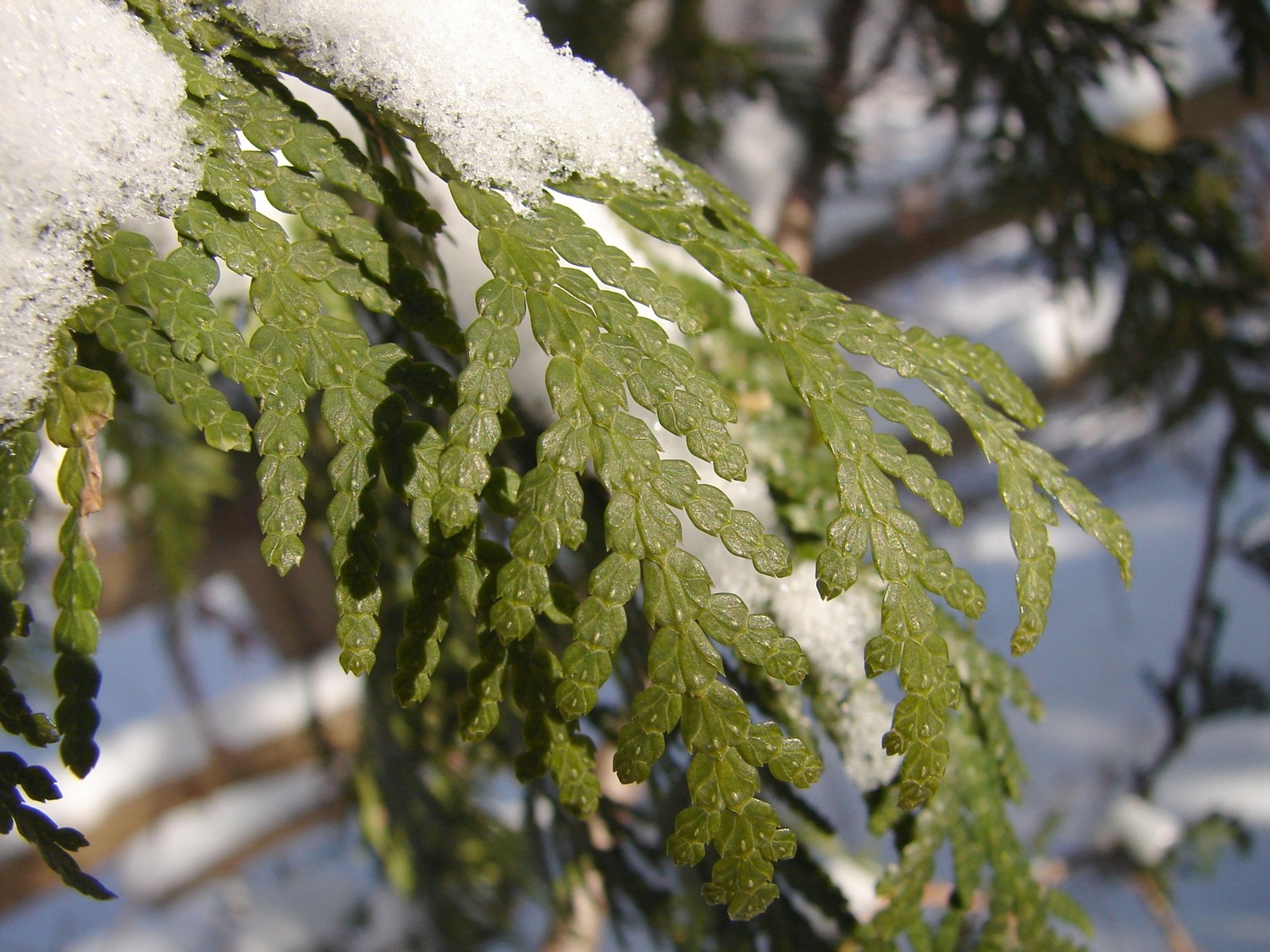 Oldest Trees in Canada | The Canadian Encyclopedia