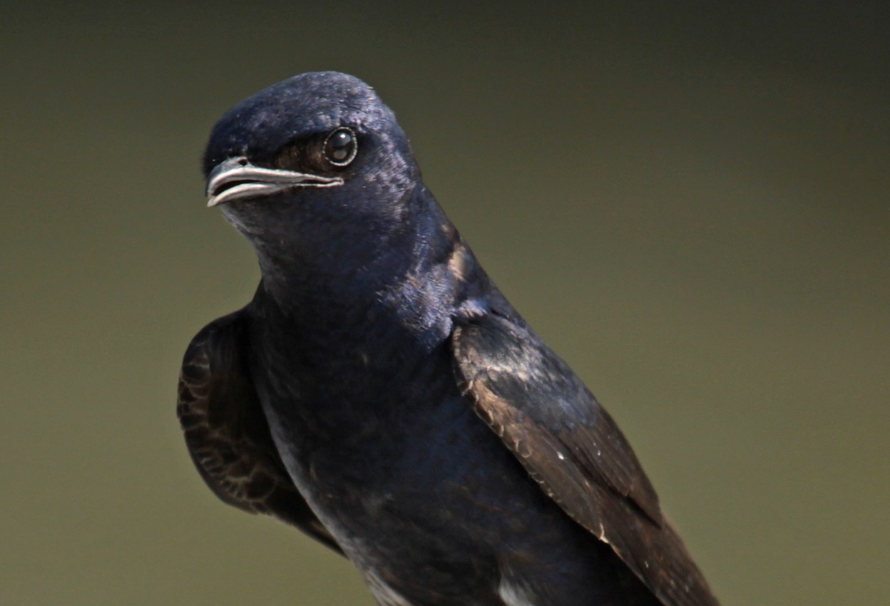 Purple Martin | The Canadian Encyclopedia
