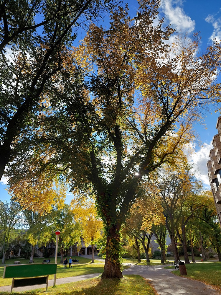 Saskatoon | The Canadian Encyclopedia