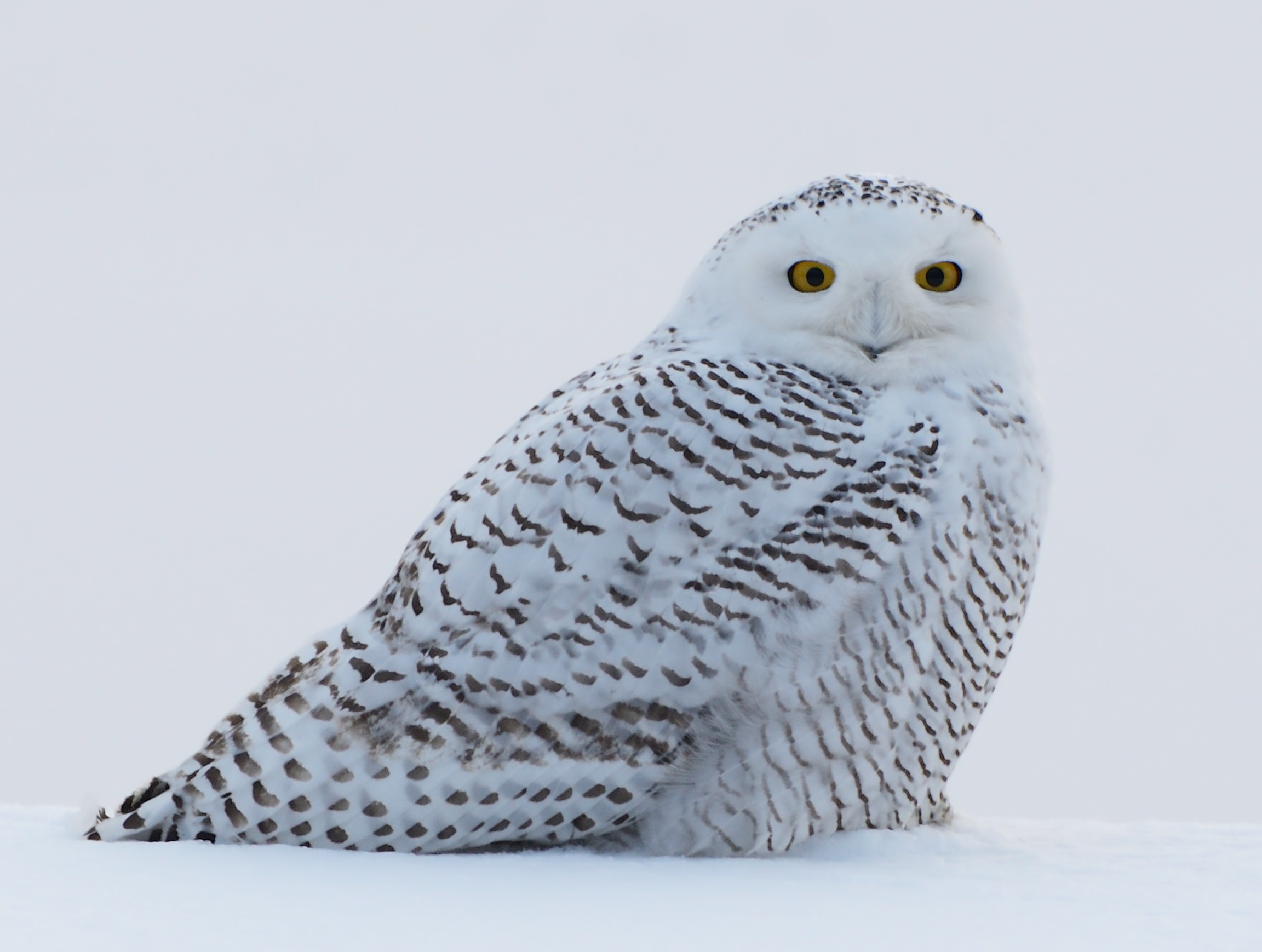 Snowy Owl | The Canadian Encyclopedia