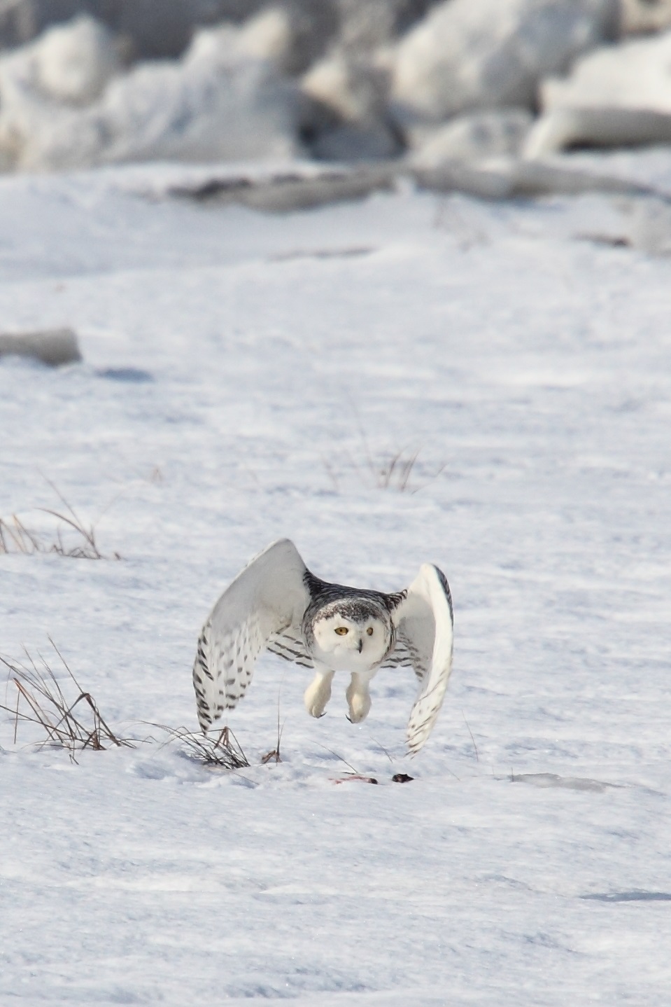 Snowy Owl | The Canadian Encyclopedia