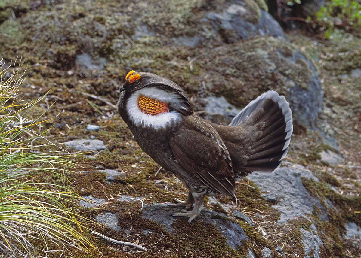 Unusual Animals in Canada | The Canadian Encyclopedia