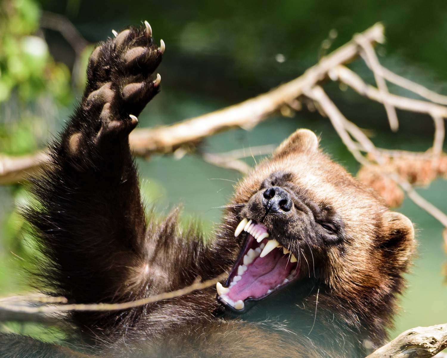 Wolverine | The Canadian Encyclopedia